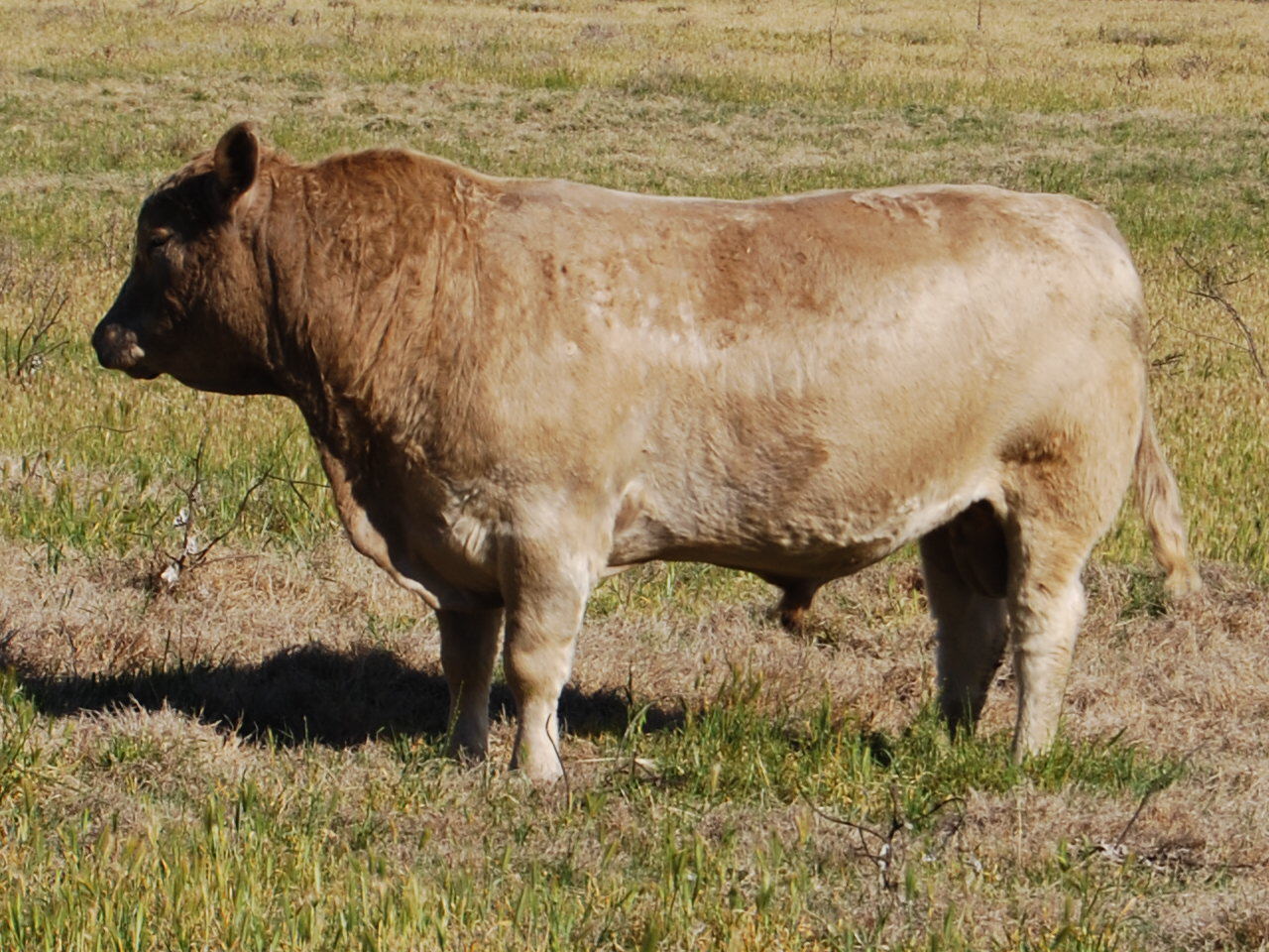 Mabelie Square Meaters Cattle Stud: Bulls
