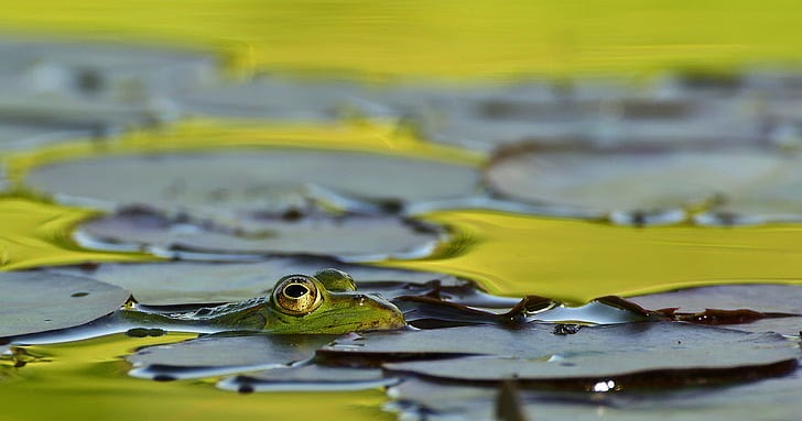Drabbles: Tiny Traditional Stories in 100 Words: 45. The Frog in the Well