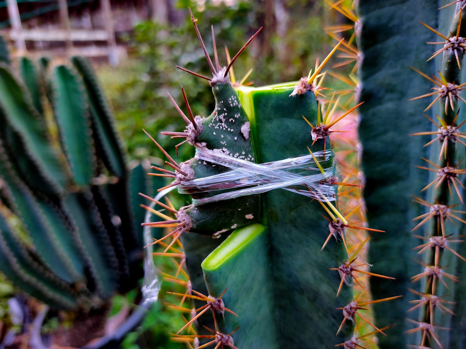 Secrets To Growing Cactus And Succulents: Cactus Graft: How To Perform ...