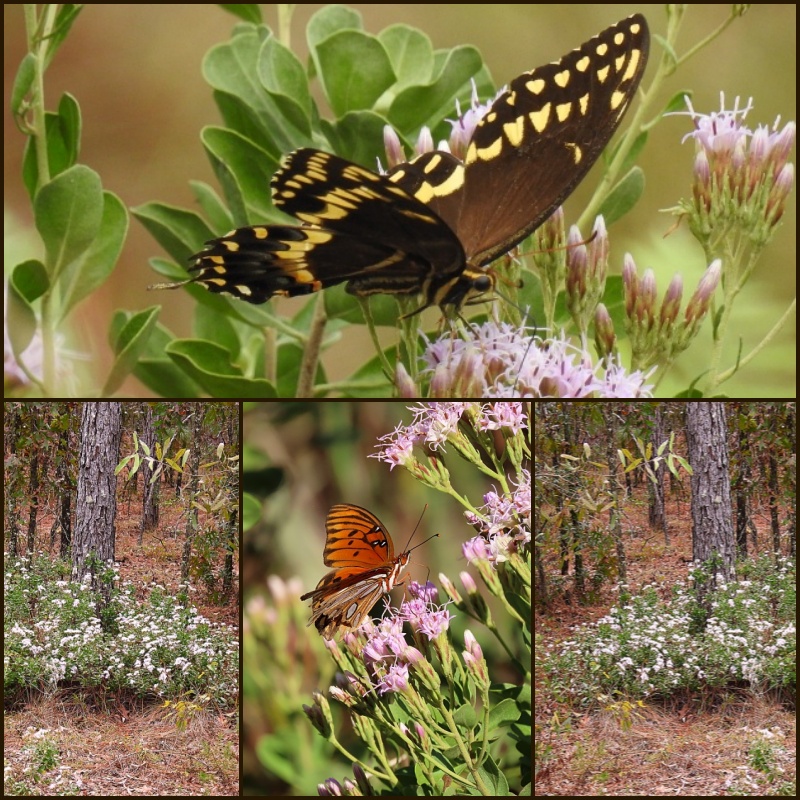 " Welcome to Lavender Dreams ": Garberia, Fall Wildflowers