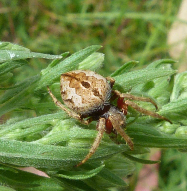 Little Dumpies and friends