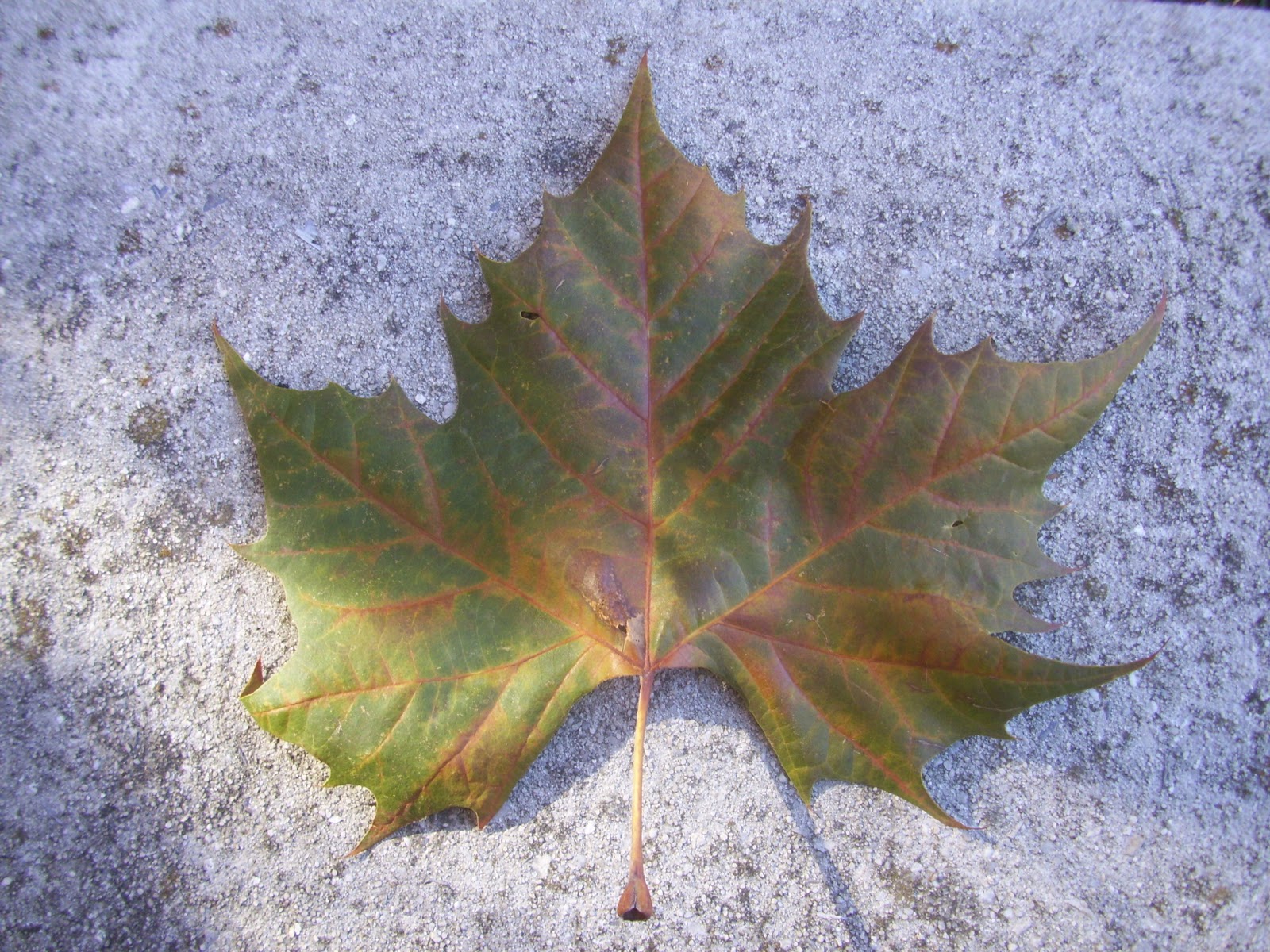 Virginia Tree Blog: 1: American Sycamore