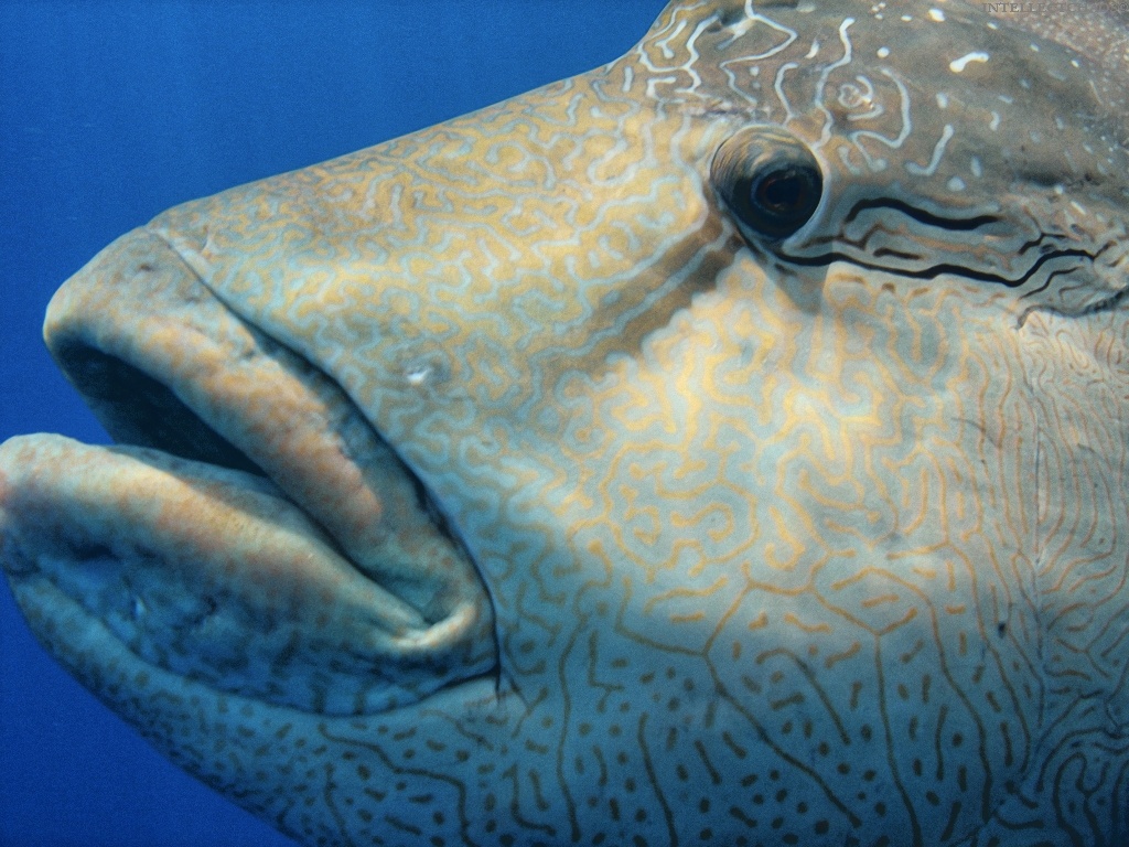 Artes de Pesca: CARACTERÍSTICAS GENERALES DE LOS PECES