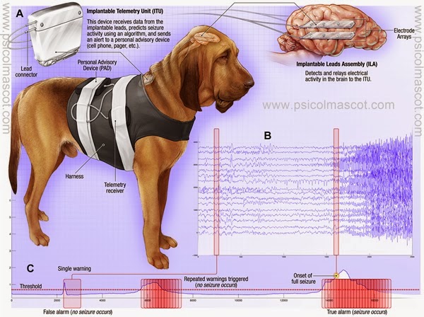 PSICOLMASCOT: Pronosticar las convulsiones en los perros con epilepsia ...