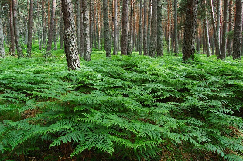 Aprender Un Poco De Todo: Helechos