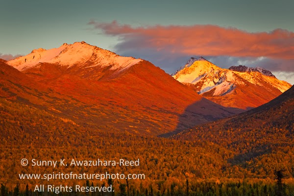Sunny in Wilderness: Fall Colors in Chugach Mountains, Alaska