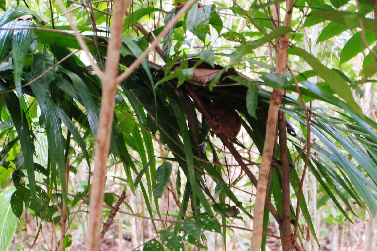 Bohol Tour - Tarsier Sanctuary | Christine Loves to Travel