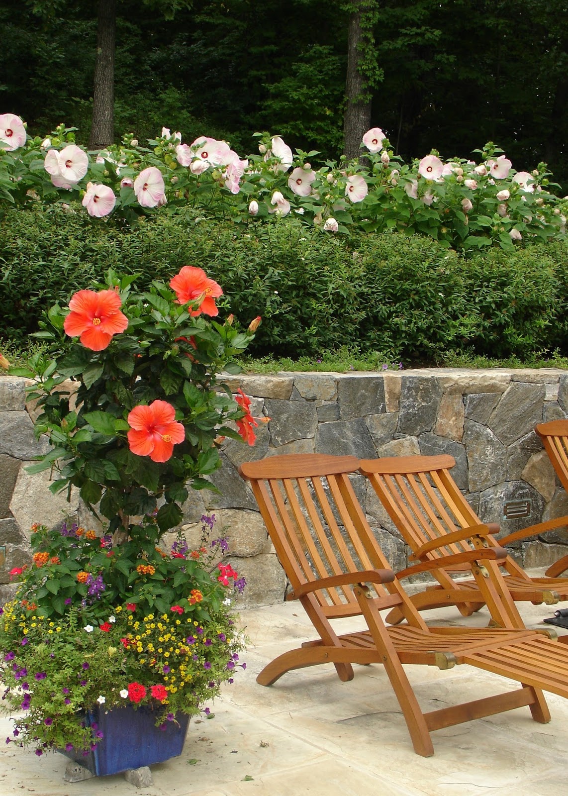 Hardy Hibiscus for Your Summer Garden