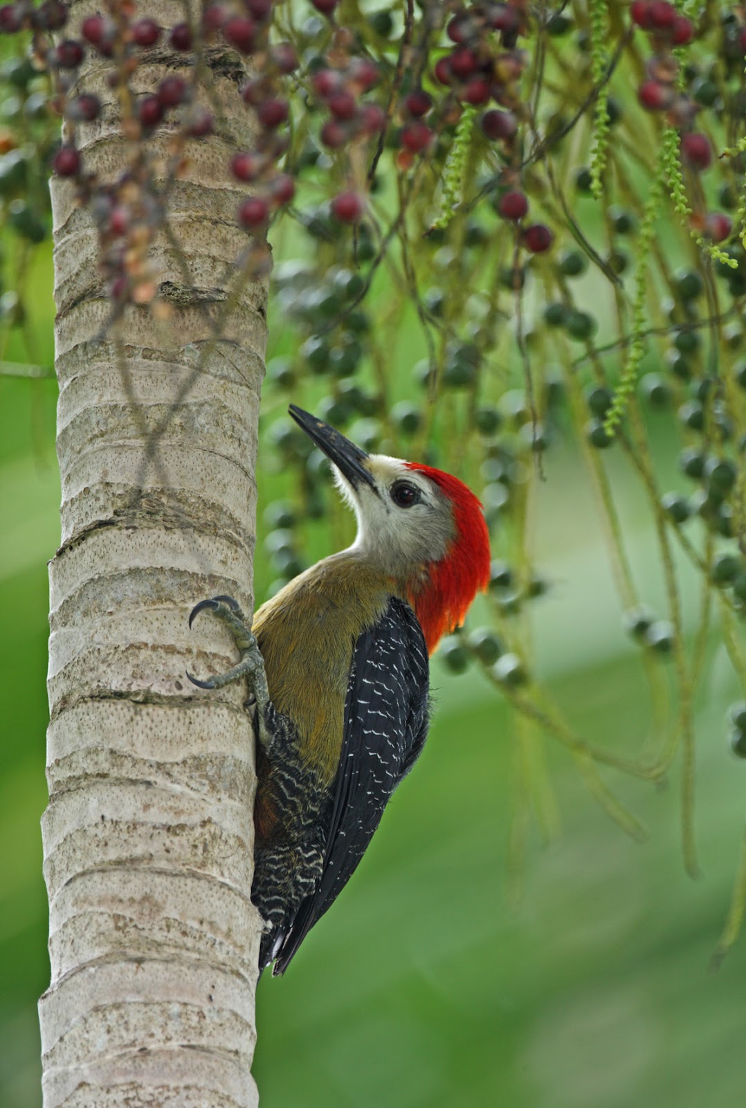 Woodpeckers of the World: Picid in Focus: Jamaican Woodpecker