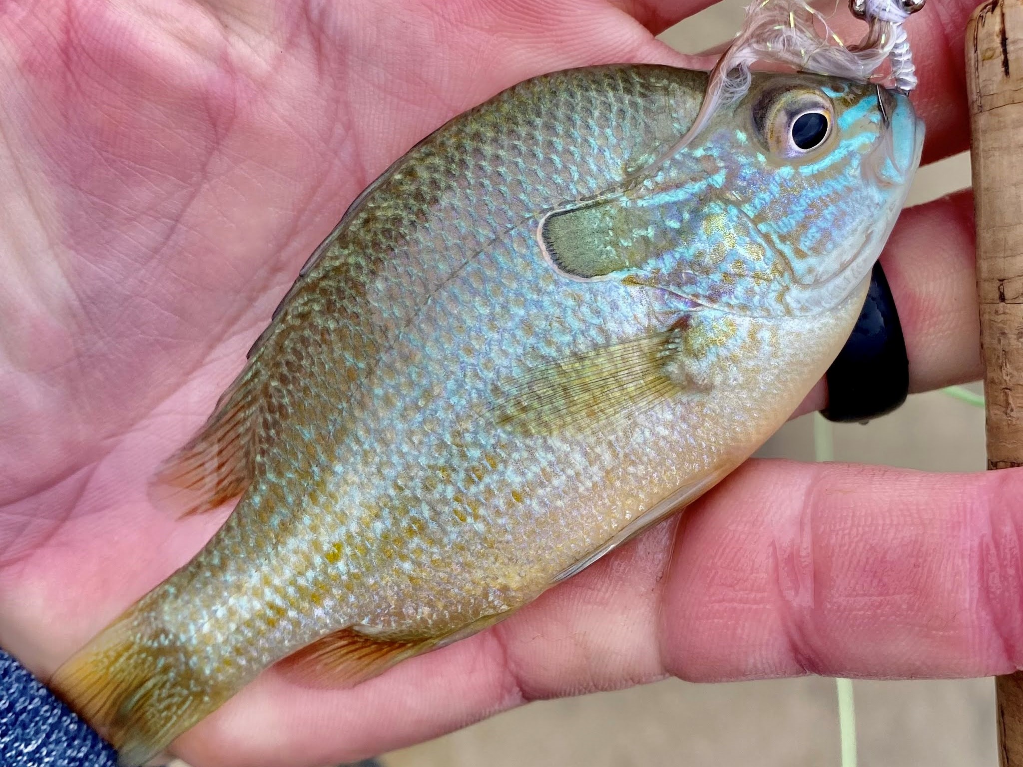 Longear Sunfish