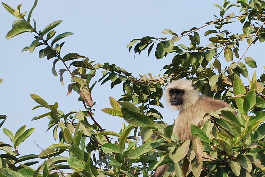 Indian Photography: Indian Ape Eating Guava's