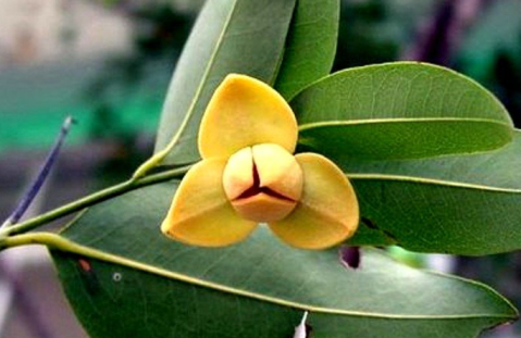 Rumduol flower represents the identity of the Khmer nation - Srokkhmer