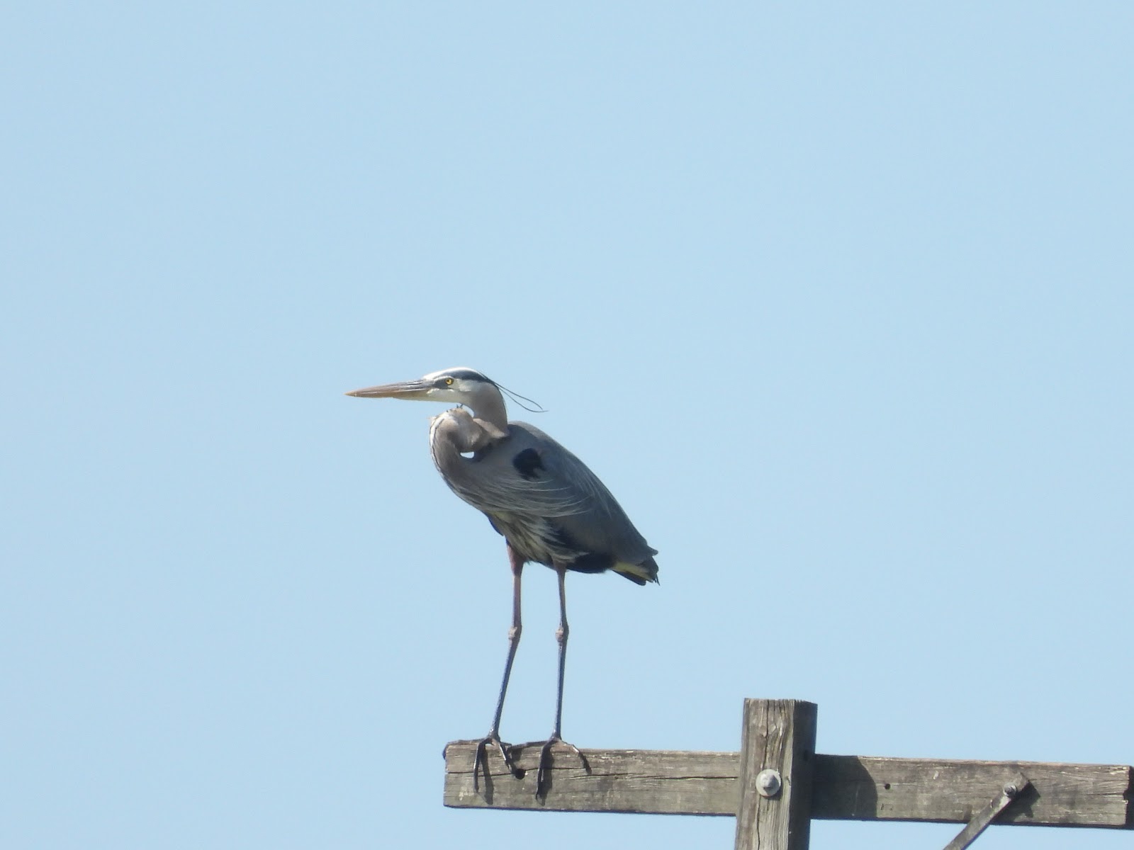 Bird & Travel Photos, Birding Sites, Bird Information: GREAT BLUE HERON ...