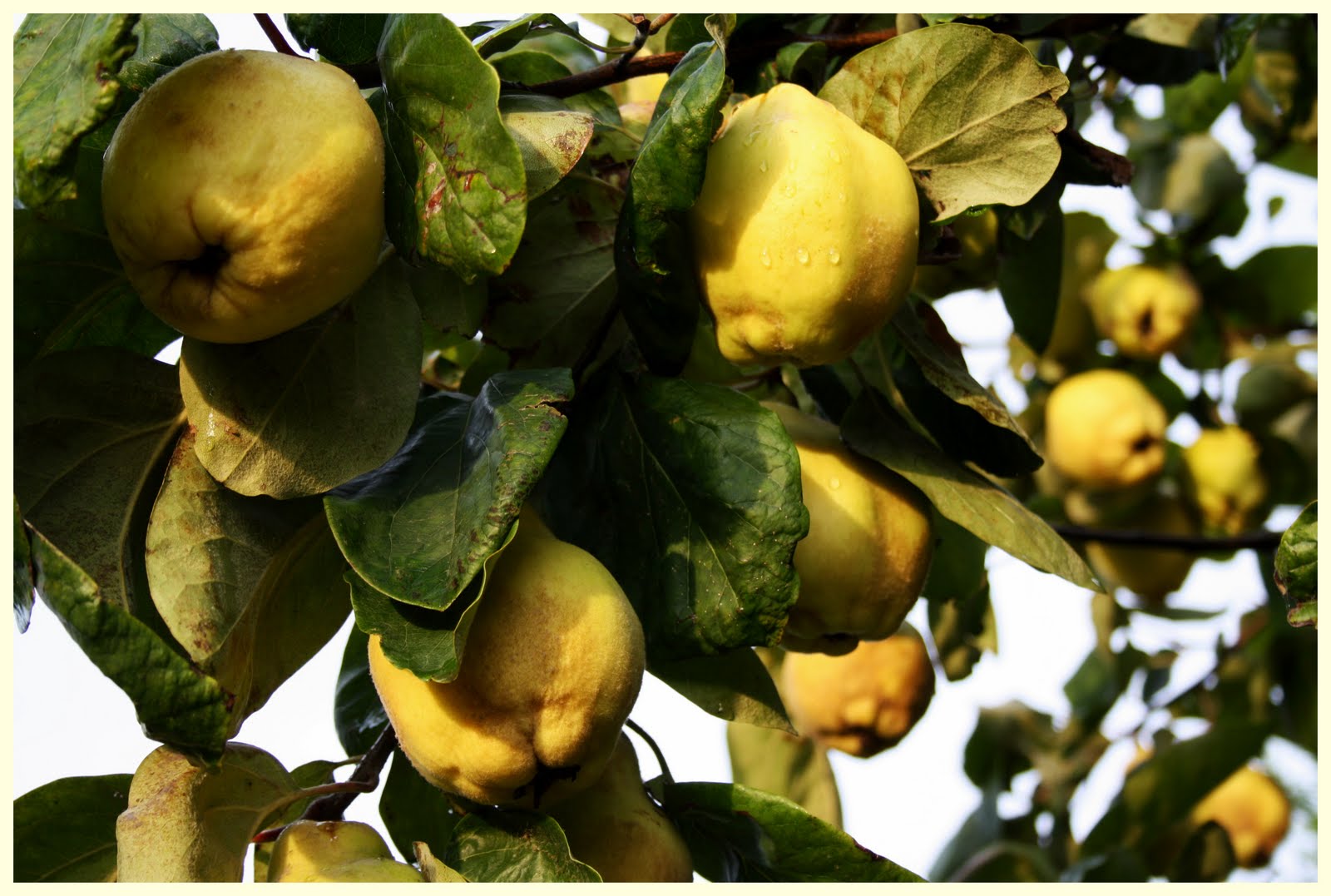 .: Membrillo. Una fruta que llega en septiembre.