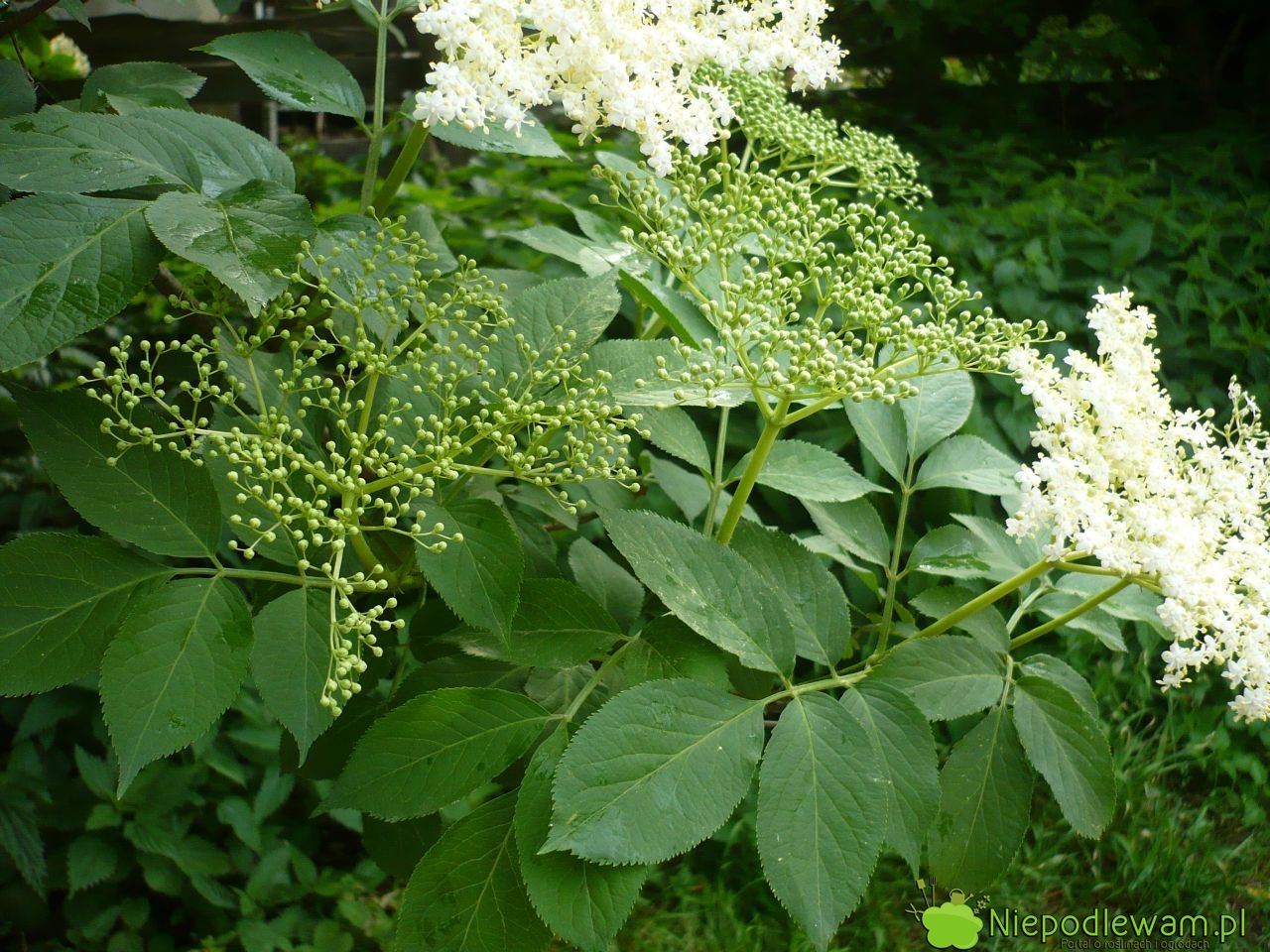 Dziki bez czarny i bez hebd – jak rozróżnić - Słowiańska Natura
