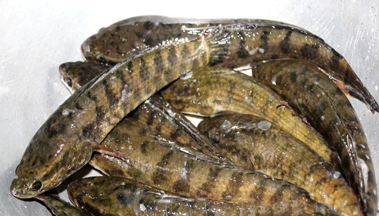 Seven Oceans Group: Seven Oceans Fish Processing Ltd.