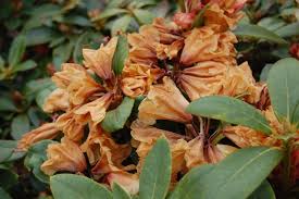 Why are the leaves on my azalea turning brown and dying? - About Bonsai