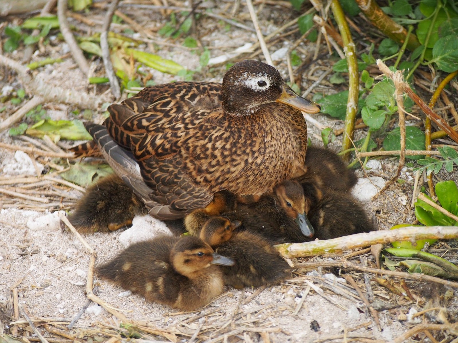 Raising Islands--Hawai'i science and environment: Native Hawaiian ducks ...
