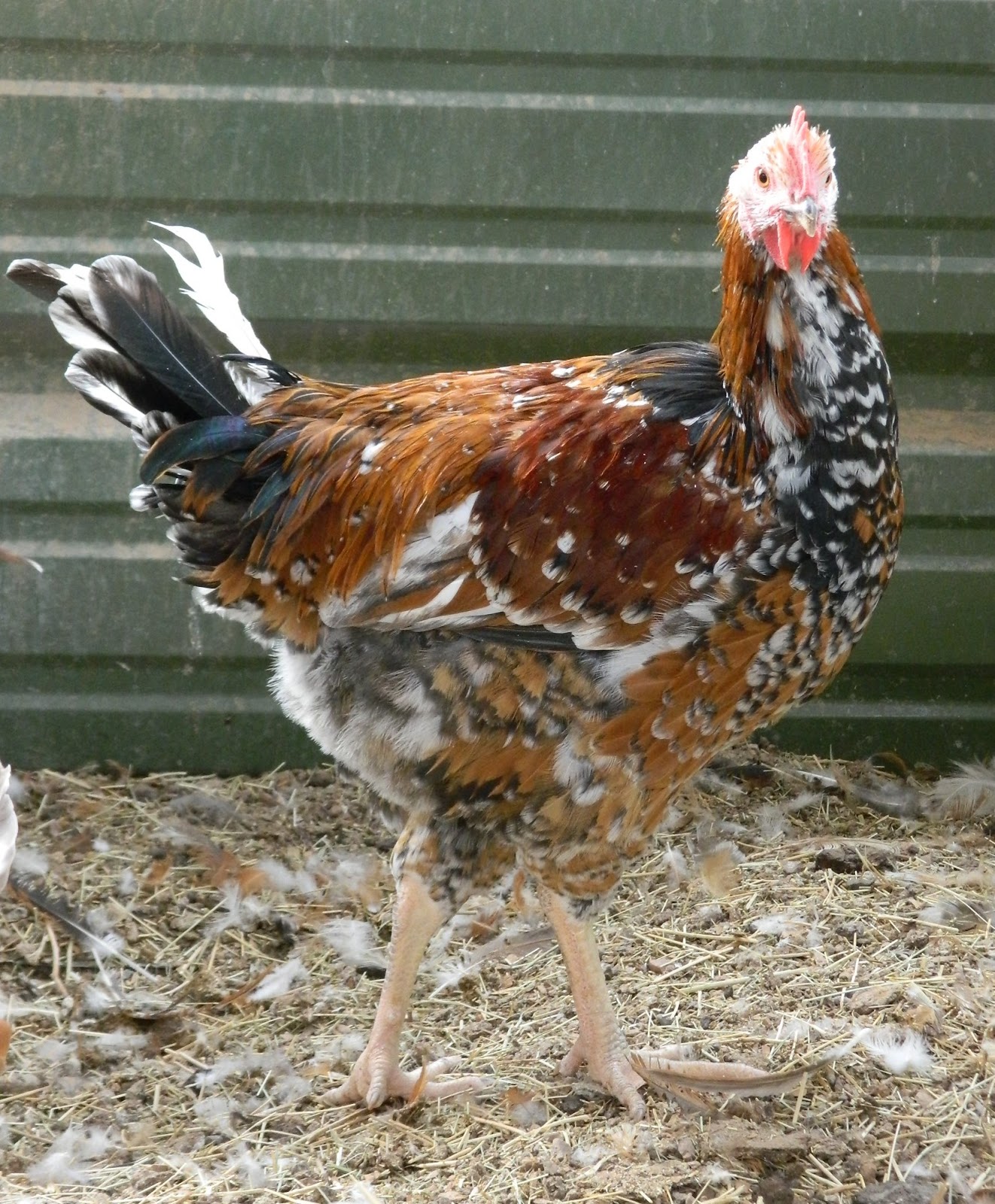 Aloha Chickens: Dun Project Update - Part 3