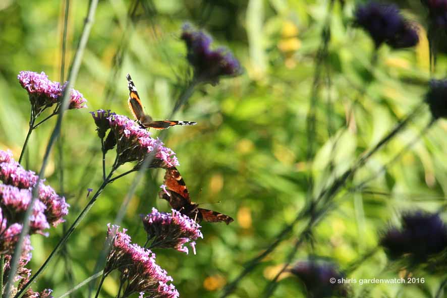 October butterflies - shirls gardenwatch