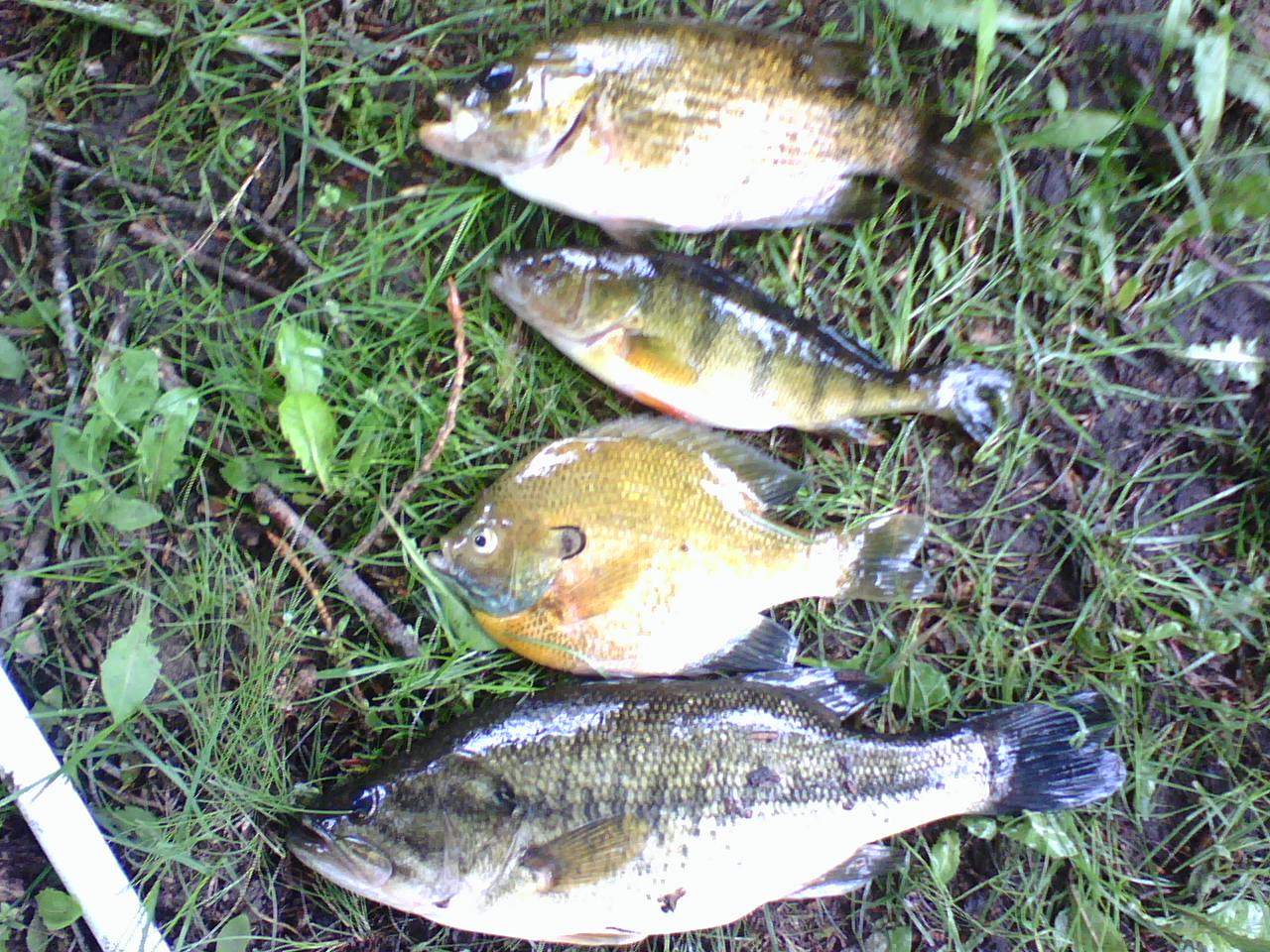 Fishing James: James Brands Hamlin Lake Catch of 11 inch Rock Bass 10 ...