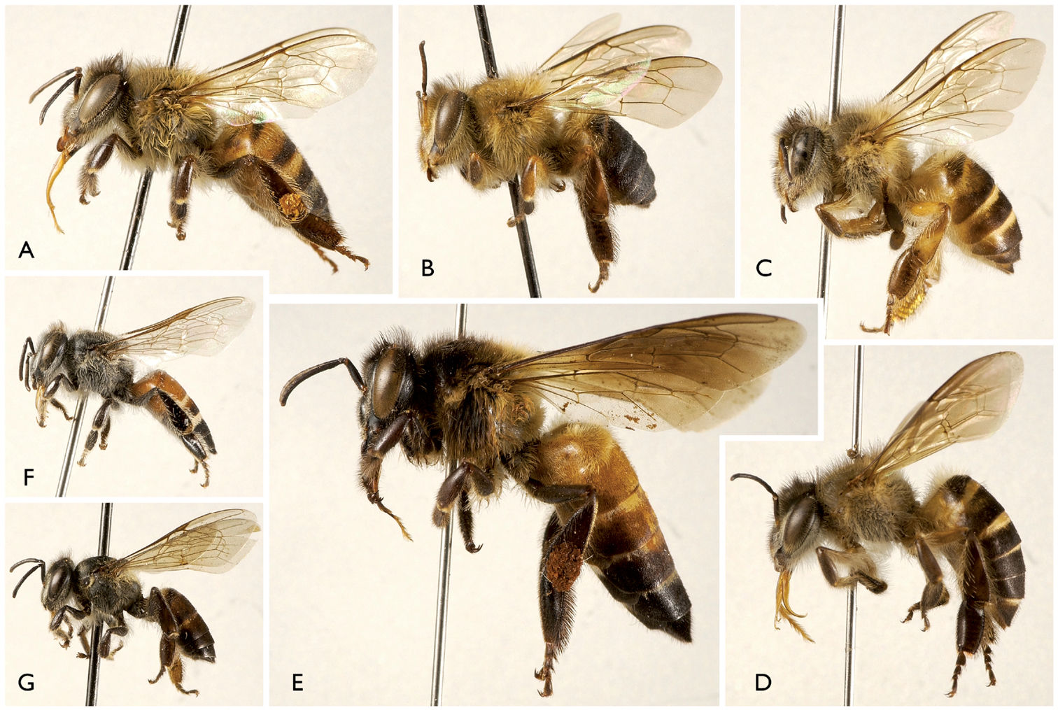 CORONA APICULTORES: CRITERIOS PARA LA DIFERENCIACION DE LAS RAZAS DE ABEJAS