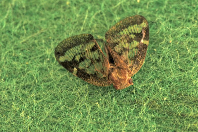 why do people hate insects?