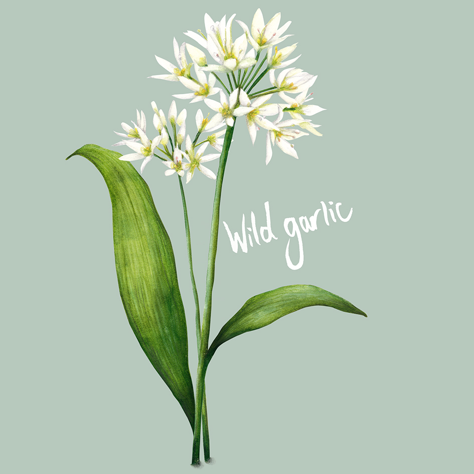 Amanda Dilworth: Wild Garlic Illustration