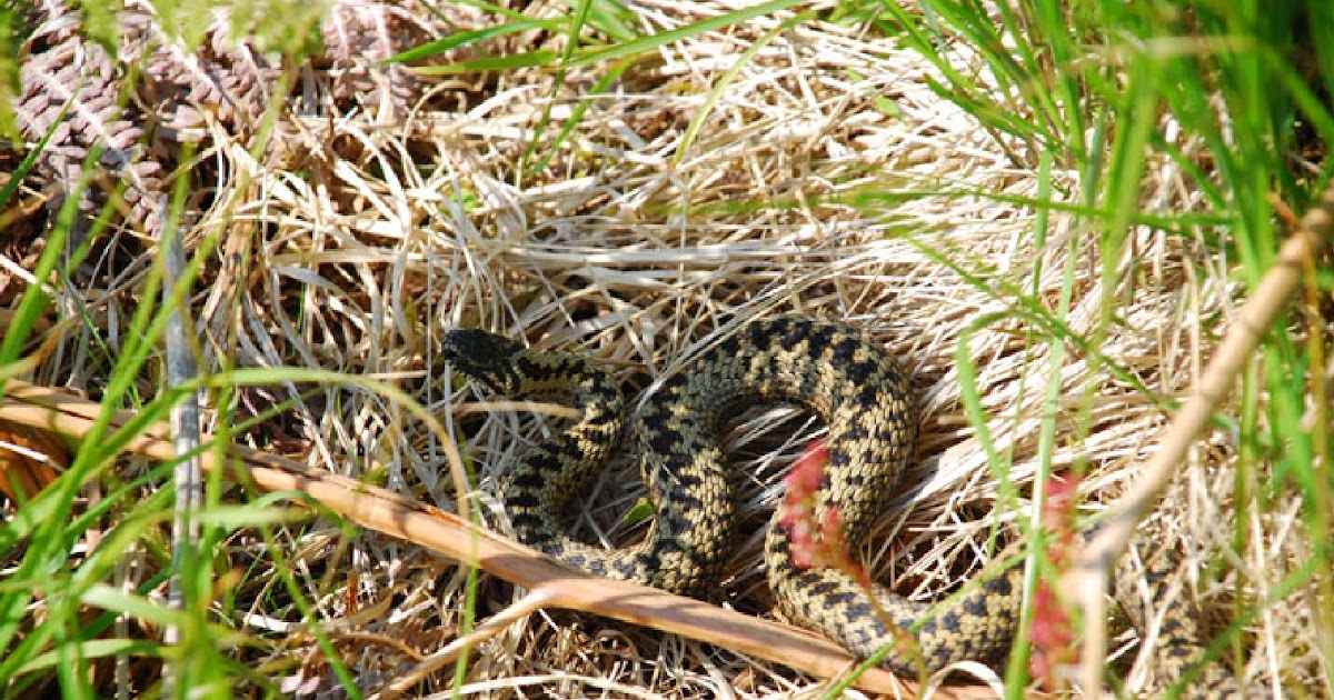 Islay Natural History Trust: Adders