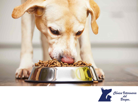 TIPS PARA MASCOTAS: Es importante establecer horarios para darle de ...