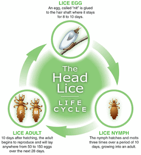 me and you and ellie: The circle of lice