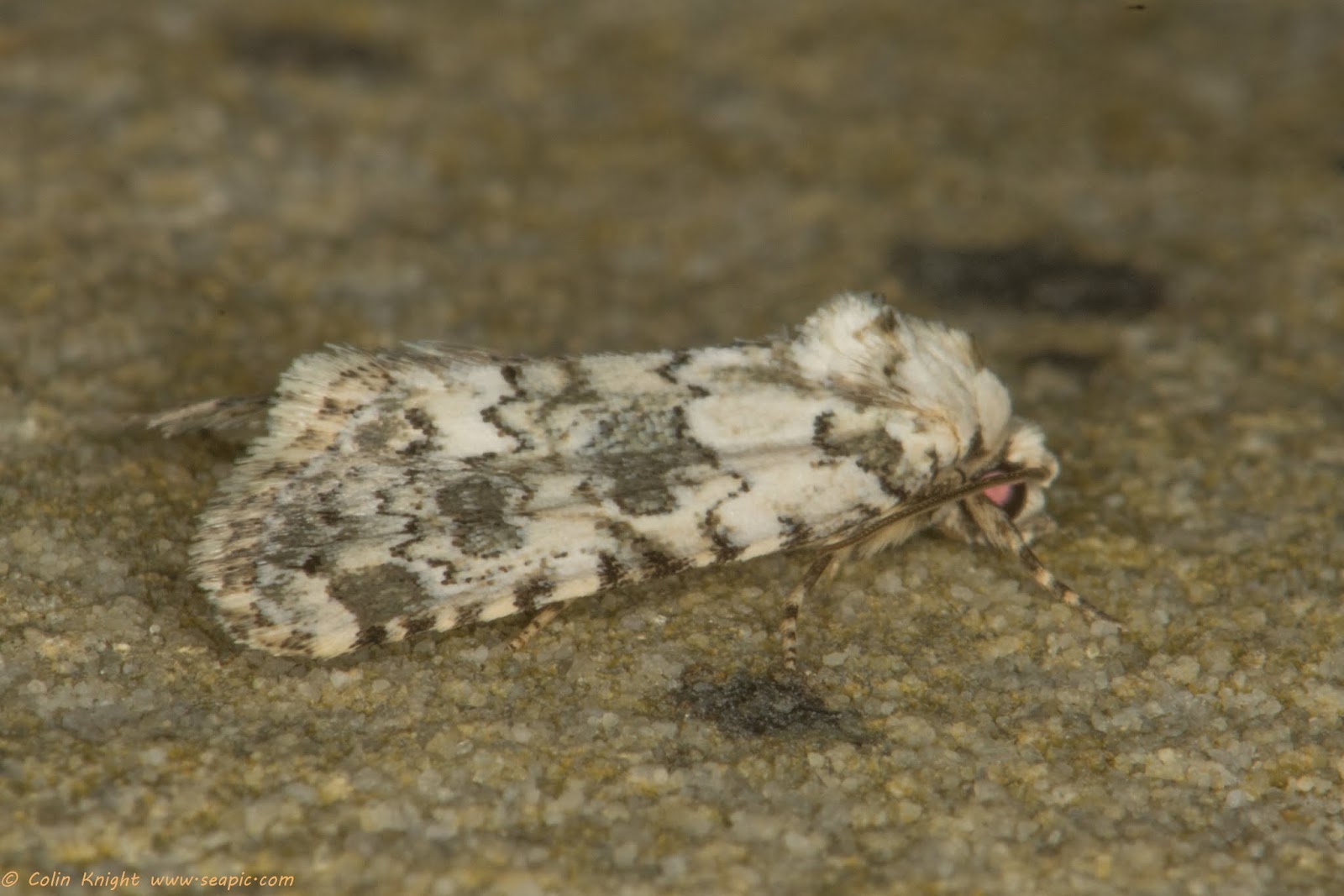 Postcards from Sussex: Tree-lichen Beauty and other moths