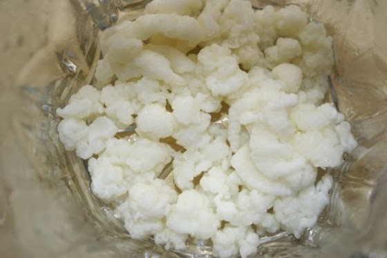 Istoria Ciupercutei De Kefir: Despre Ciuperca de Kefir