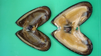 Biblioteca Duoc UC Sede Valparaíso: Choromytilus Chorus: ciclo de vida