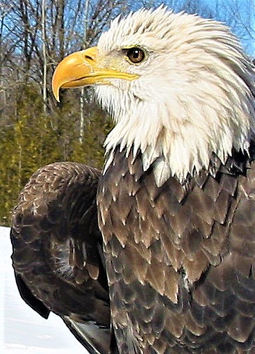 BARRY the BIRDER: United States national bird...