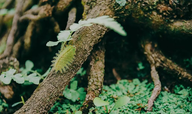 SEASONAL INCIDENCE AND EXTENT OF DAMAGE BY BARK EATING CATERPILLAR ...