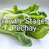 7 Growth Stages of Pechay - Cool Pechay