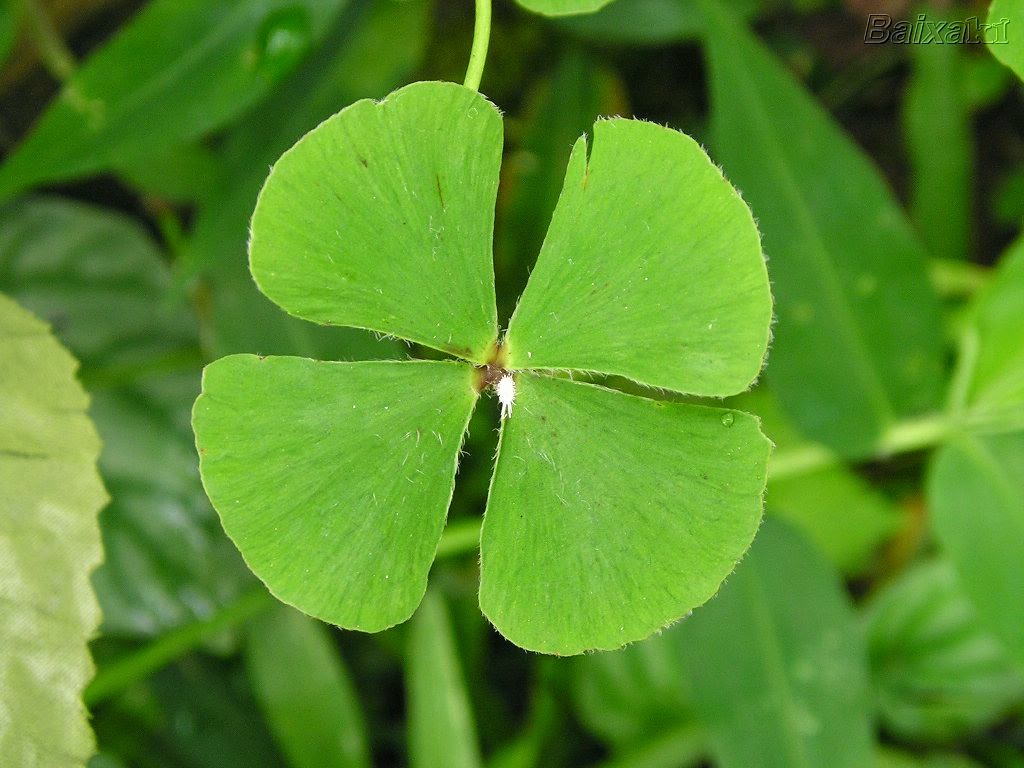 Trevos # Plantas, Simbologia e Sorte! - Jardim Design