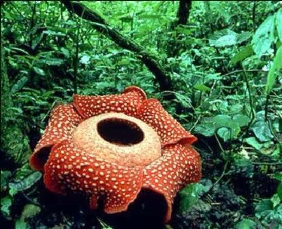 Peces y plantas ornamentales: Rafflesia Arnoldii - Raflesia