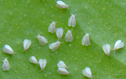 Peduli Ketahanan Hayati Jeruk: September 2016