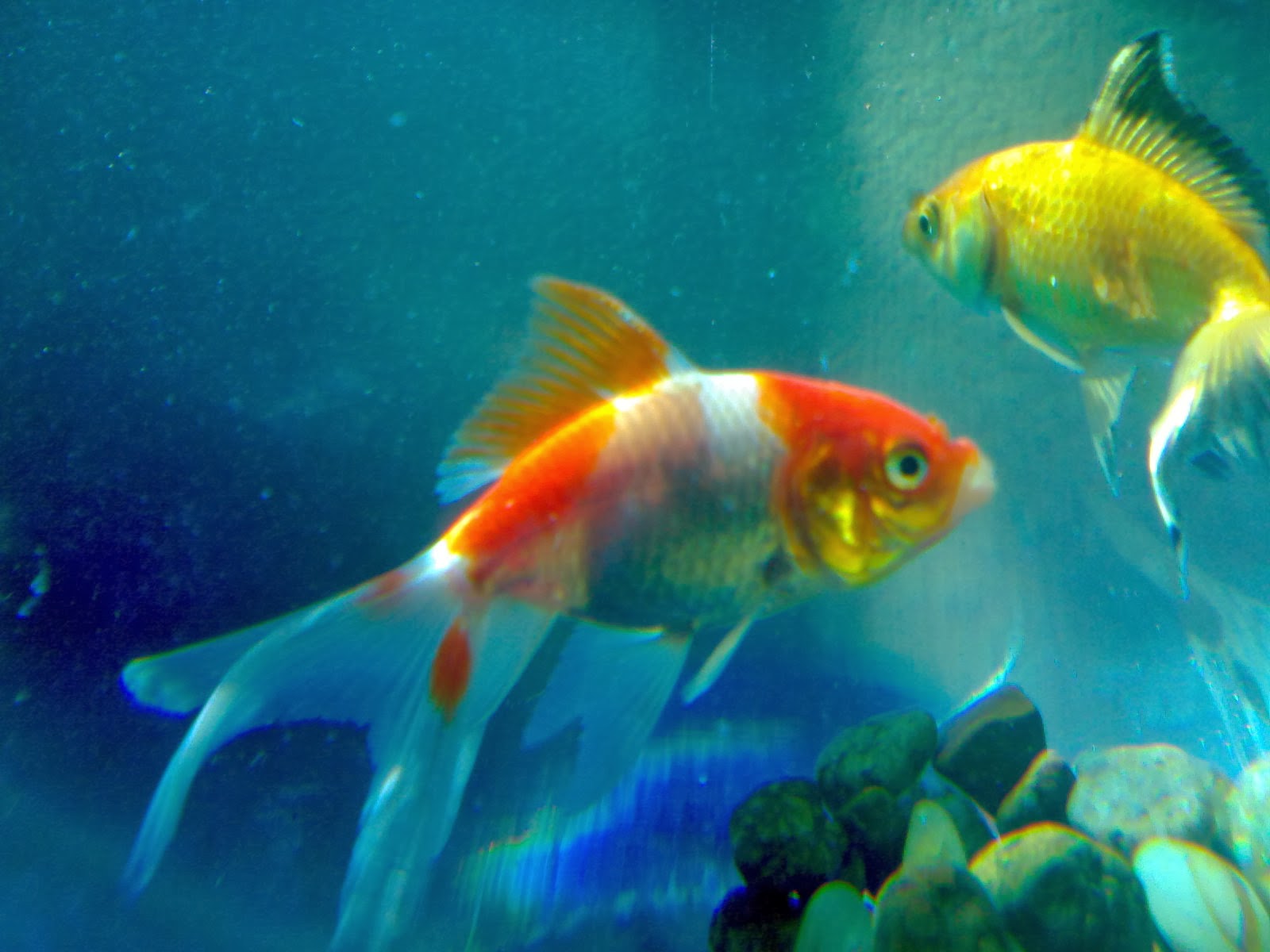Free All wallpaper Beautifull: Beautiful Small Fishes Wallpapers