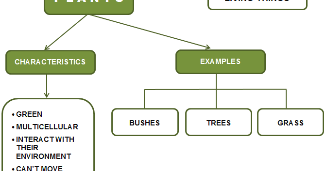 THE NATURAL SCIENCE BLOG: PLANTS FEATURES - mind map