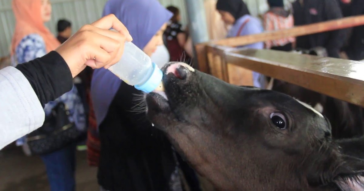 alasan mengapa sapi saat kecil minum susu dan makan rumput saat sudah ...