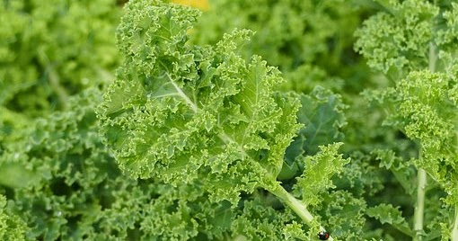 ONE TO GROW ON : Top 5 things to include in your cold crop garden