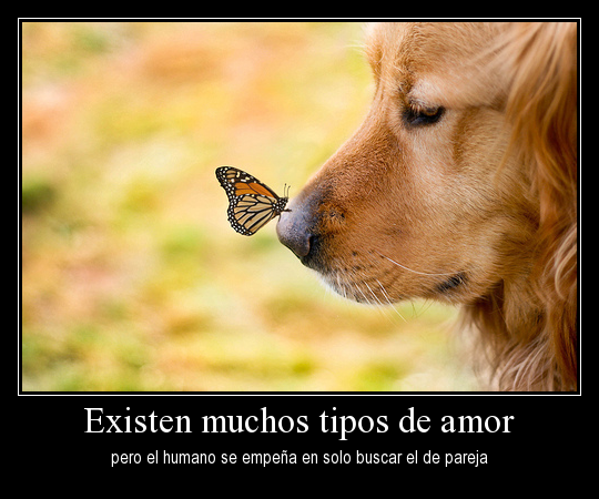 Imagenes animales con mensajes bonitos - Imagui