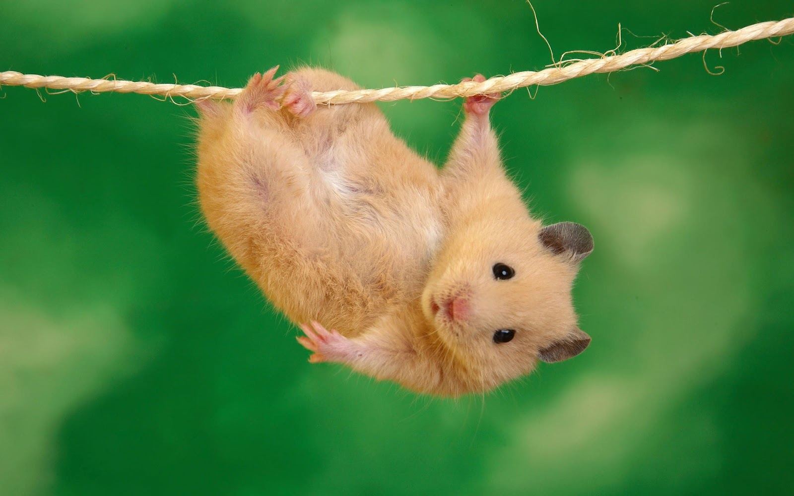 Hamster playing Wallpaper - Wallpapers For You | All the best wallpapers