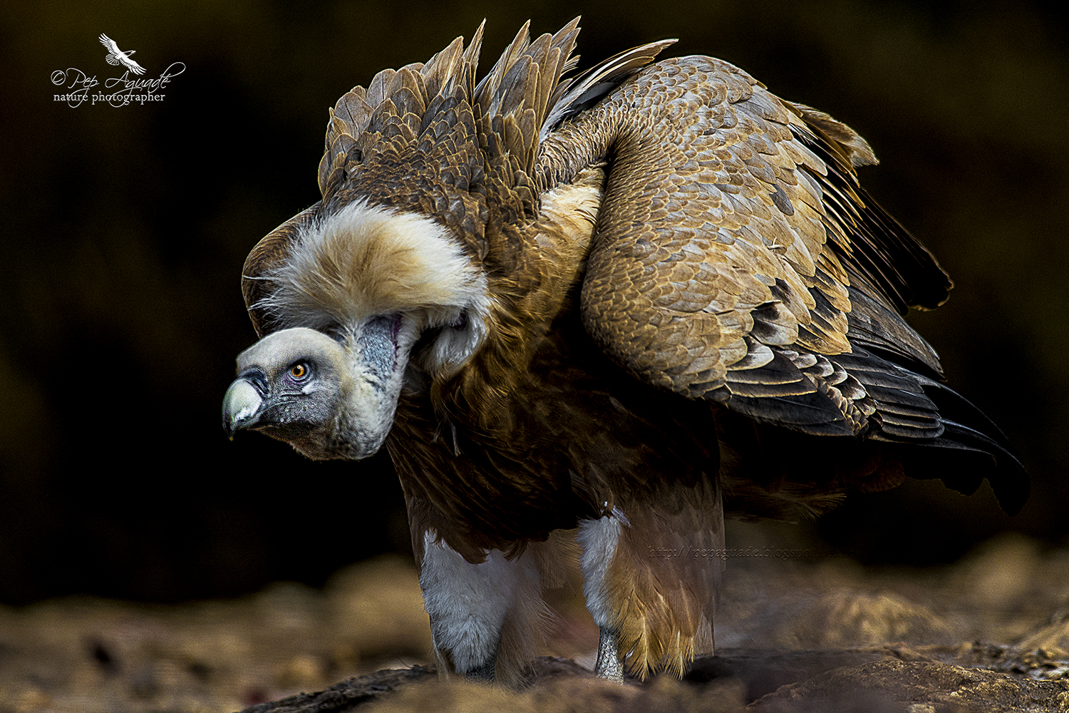 © Pep Aguadé FOTOGRAFIA: Voltor comú_1 Gyps fulvus Buitre leonado ...
