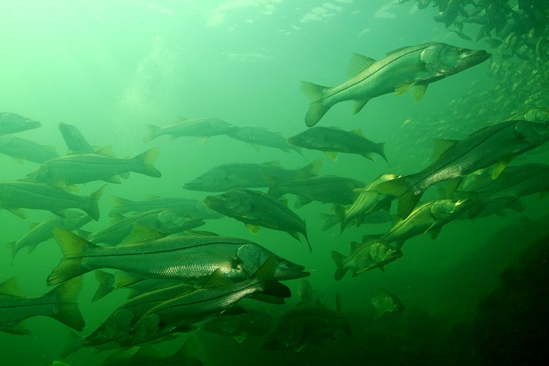 Pescado Fresco de Lima Peru: Robalo, una carne de pescado diferente