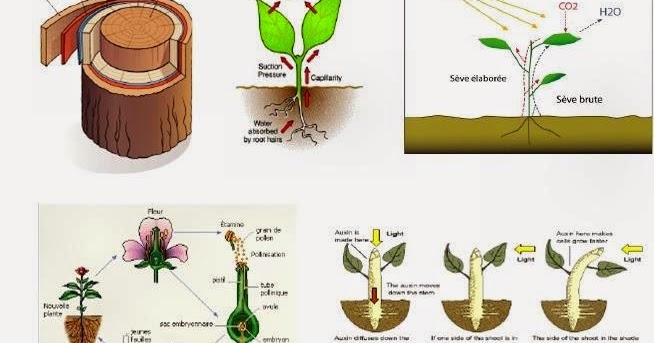 cour Biologie vegetale s2
