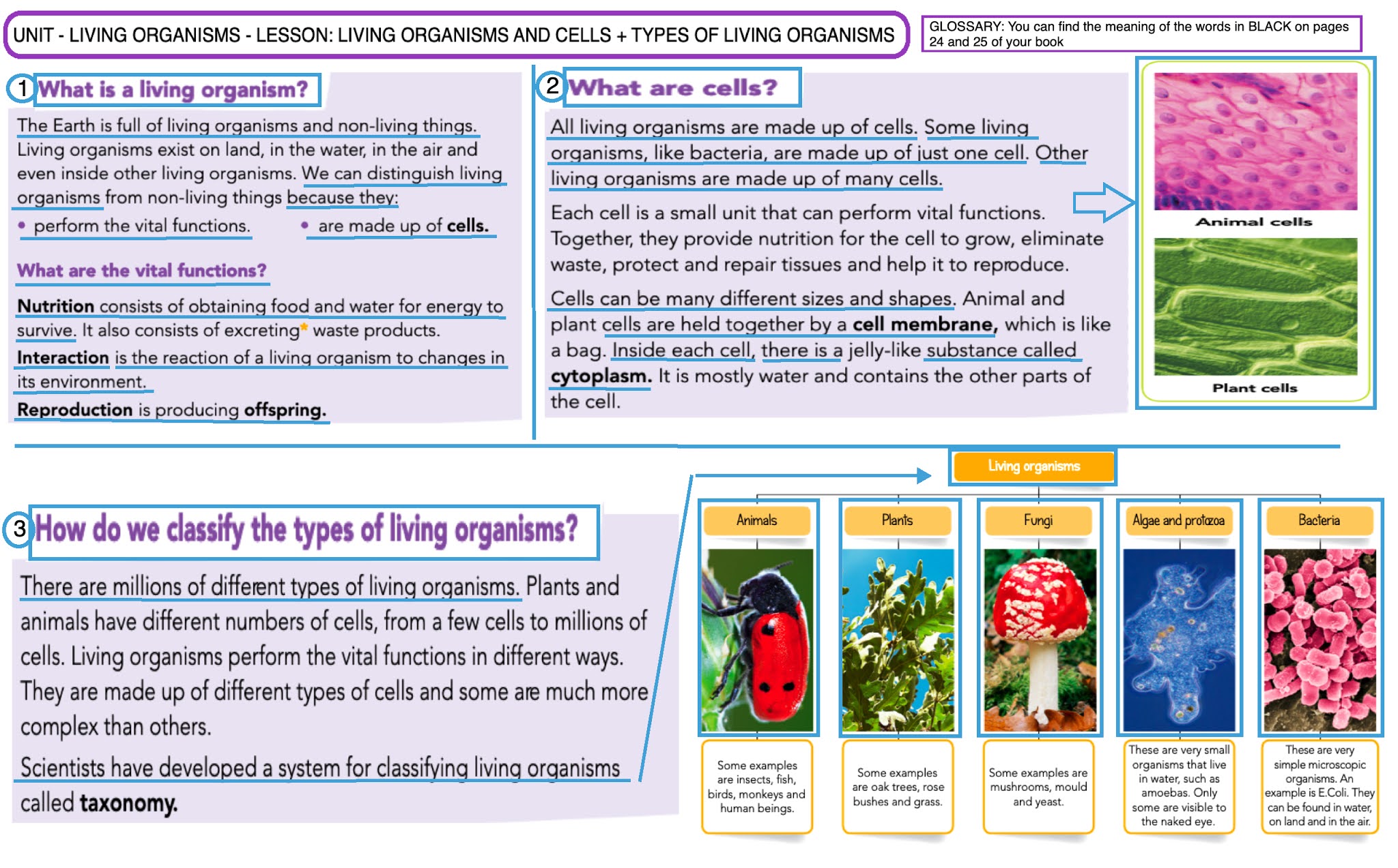 Blog de 4º de Primaria: NATURAL SCIENCE - YEAR 4 - UNIT: LIVING ...